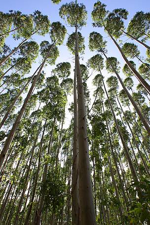 Mondi joins WWF’s Climate Savers business leadership programme | WebWire